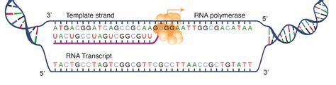 Mrna Single Stranded