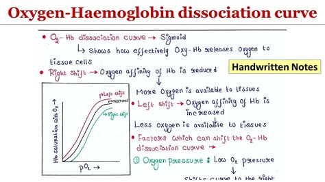 Oxygen Haemoglobin Dissociation Curve Handwritten Notes Youtube