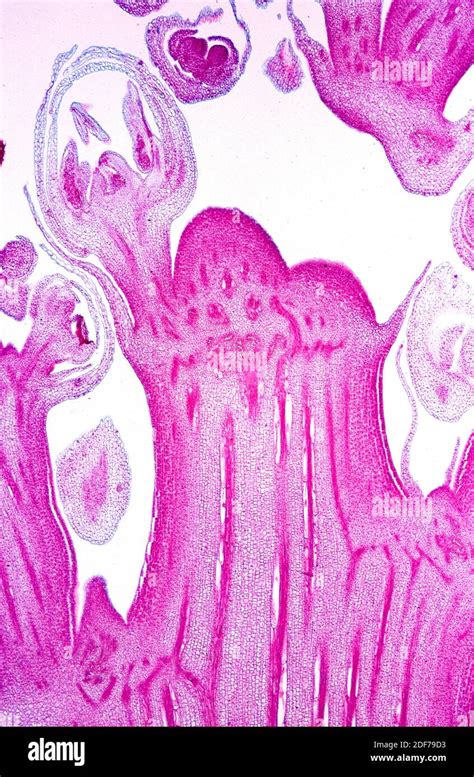 Meristematic Tissue Hi Res Stock Photography And Images Alamy
