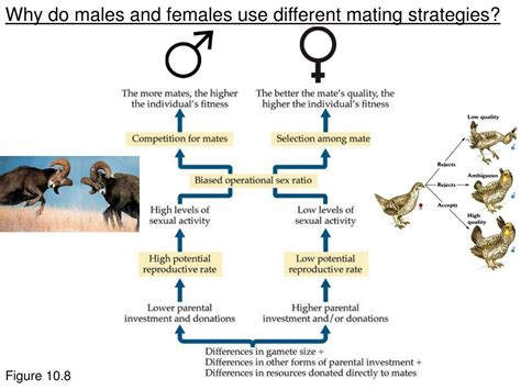 Ppt Evolution Of Sex And Gender Differences Reproduction Insights