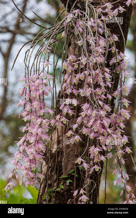India Assam Manas National Park Dendrobrium Aphyllum Orchid