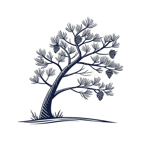 Elegant Pinus Houseplant Vector Design Stock Image Illustration Of