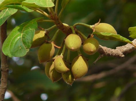 Mahua Tree Exploring The Mystique Of The Indigenous Madhuca Grow