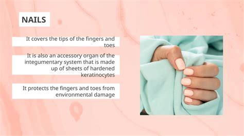 Grade Science Integumentary System Pptx