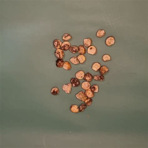 Grain Detection Object Detection Dataset By Northwestern Sps