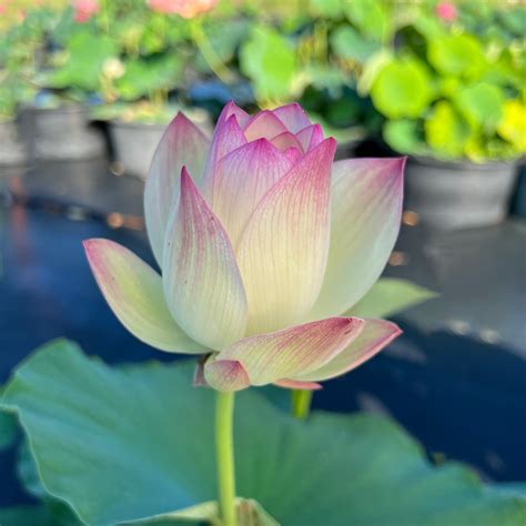Beauty Gui Lotus