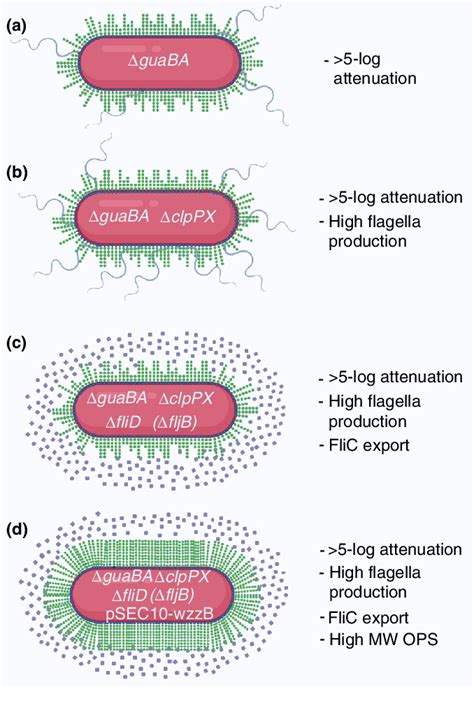 Reagent Strains For The Production Of Core And O Polysaccharide COPS