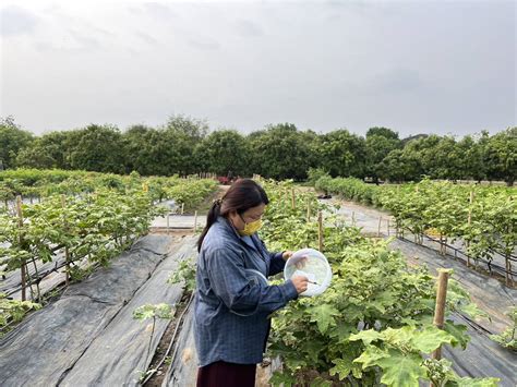 รายงานความก้าวหน้าโครงการเขตภาคกลางตอนบน โครงการศูนย์พัฒนาพันธุ์พืชจักรพันธ์เพ็ญศิริ จ สระบุรี