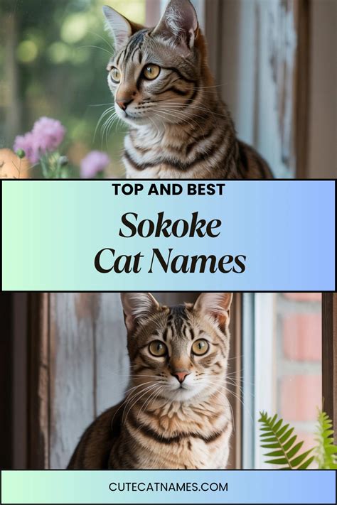 Uncommon Cute And Unique Cat Names For Male Cat With Meaning Cutecatnames Com