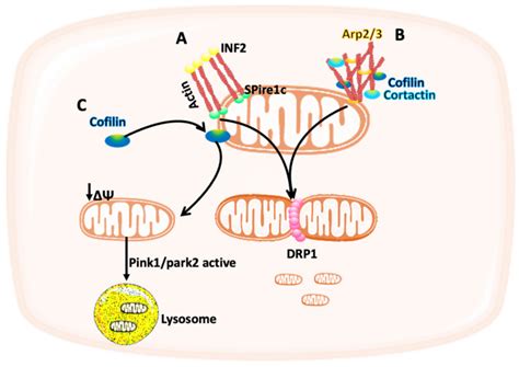 Schematic Representation Of The Crosstalk Between The Ecm And