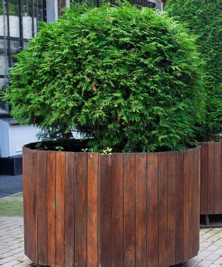 Best Low Maintenance Trees To Make A Front Yard Look Expensive Homes And Gardens