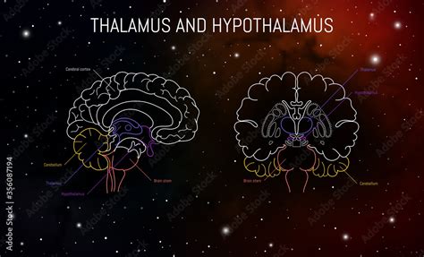 Thalamus And Hypothalamus Neuroscience Infographic On Space Background Human Brain Illustration