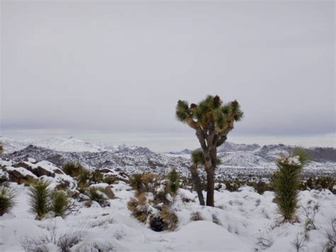 Look Up Its Snowing In Joshua Tree National Park Heidi Siefkas