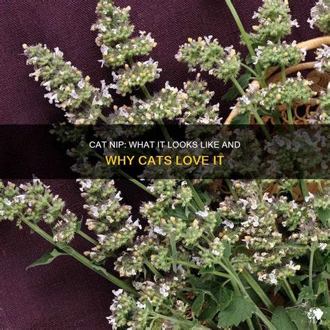 Cat Nip What It Looks Like And Why Cats Love It Petshun