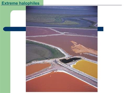 [micro] Classification Of Prokaryotes Ppt