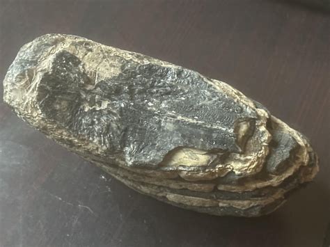 Any Help Identifying This Fossil Details In The Body Rfossilid