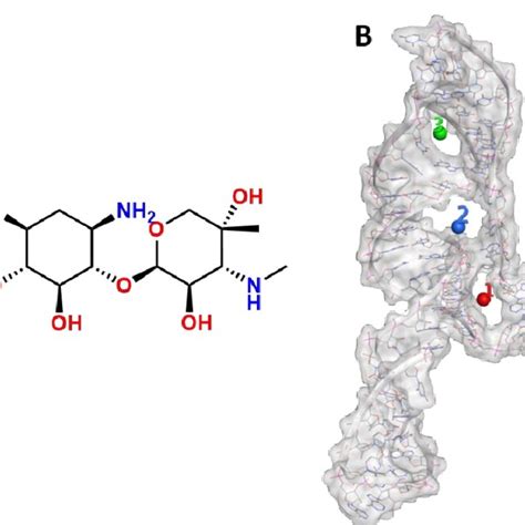 2d geneticin molecular structure a and the 3 binding sites indetified