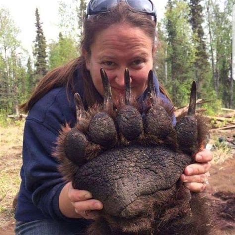 Comparison Of Grizzly Bear Paws To Human Hands And Feet 9gag