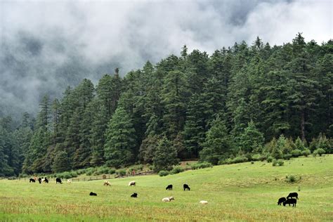 森林生态功能显著增强 专家称 生态gdp”更易被地方接受王兵第一财经生态新浪新闻