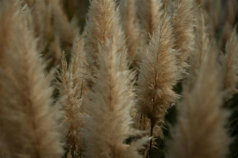 가벼운 가을 거친 경치 계절 고요한 관상용 식물 깃털이있는 들판 떨어지다 러스틱 목가적인 미묘한 색상 바람 부는 배경을 흐리게 부드러운 식물