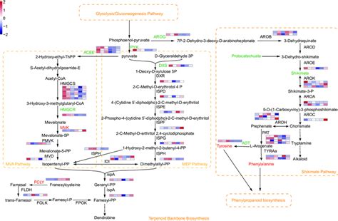 Alkaloid Biosynthesis In The Stems Of Dendrobium Nobile Red Letters