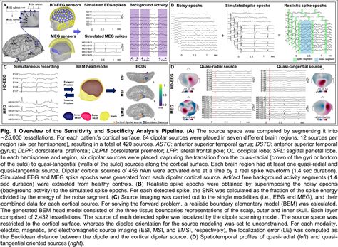 Sensitivity And Specificity Of High Density Eeg And Meg In Localizing