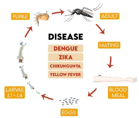 Aedes Mosquito Life Cycle