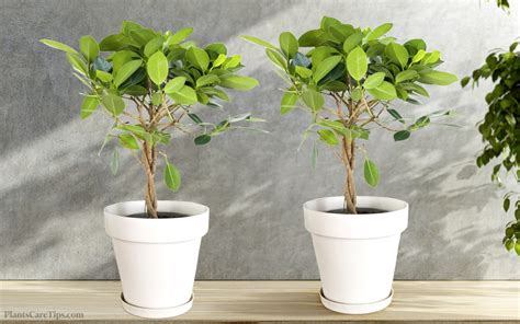 Everything You Need To Know About The Ficus Maya Plant Plants Care Tips
