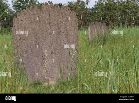 Amitermes Meridionalis Commonly Known As The Magnetic Termite Or