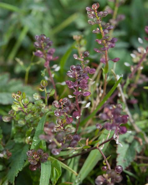 Brassicaceae Fringepods And Peppergrass Monflora