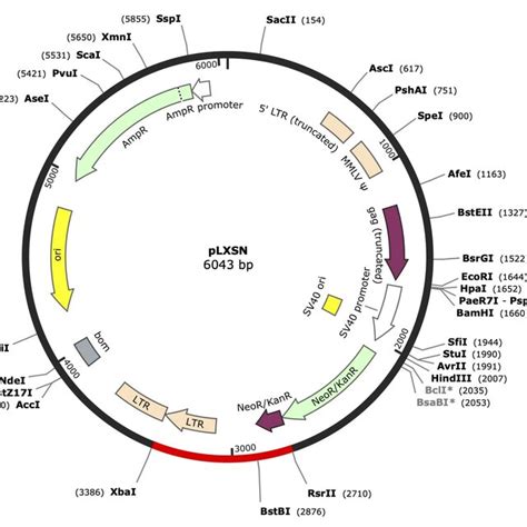 Map Of The Recombinant Retroviral Vector Plxsn Noteworthy Functional Download Scientific