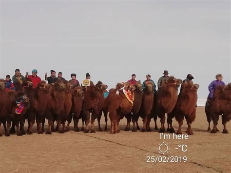 Тэмээний баяр 2019 арга хэмжээ