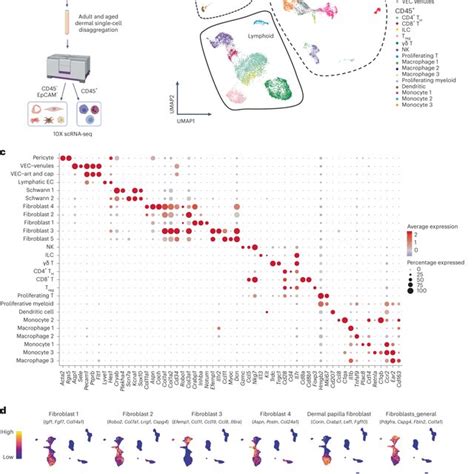 Dermal Cell Characterization By 10x Scrna Seq A Workflow Used To Download Scientific Diagram