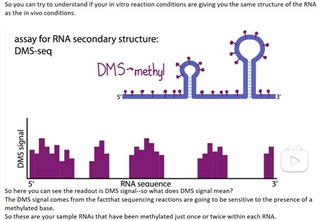 Mit 分子生物学 Part3 5 7 Assays For Rna Structure Dms Seq And Shape S 哔哩哔哩