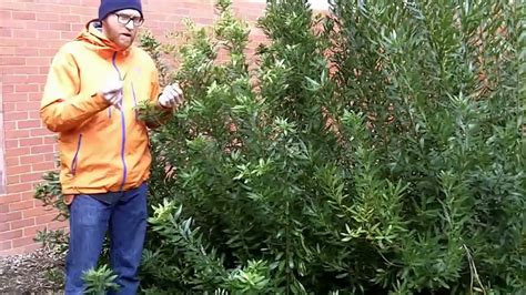 A Pacific Wax Myrtle Hedge Fast Native Low Effort Privacy