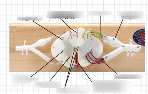 Spinal Cord Model Diagram Quizlet