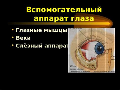 Орган зрения
