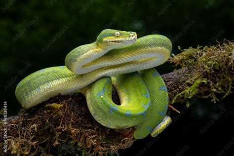 The Green Tree Python Morelia Viridis Also Known As The Emerald Green