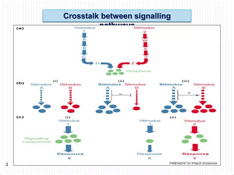 Cross Talk Between Signalling Pathway Ppt Endocrine And Metabolic