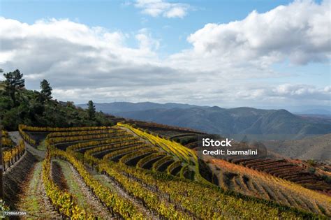 포르투갈의 세계에서 가장 오래된 와인 지역의 다채로운 가을 풍경 계단식 포도원에서 자라는 포도 덩굴의 다른 종류 레드 화이트 및 포트 와인의 생산 0명에 대한 스톡 사진 및