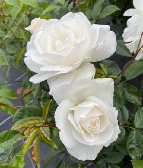 Iceberg Pure White Floribunda Rose Milestone Nurseries
