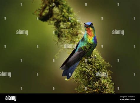 Fiery Throated Hummingbird Panterpe Insignis Colour Bird Sitting On