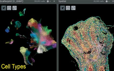 Webatlas Pipeline For Integrated Single Cell And Spatial Transcriptomic Data Human