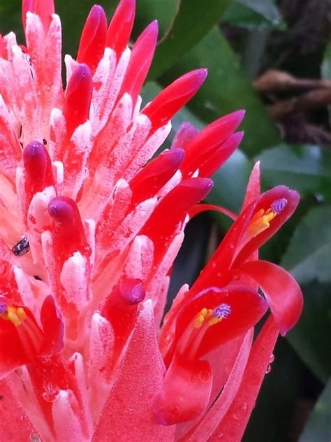 무료 사진 레인 보우 장미 다채로운 색상 일러스트 레이 션 아트 워크 꽃 꽃 봉 오리