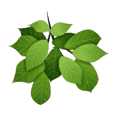 Green Leaves On White Background With Clipping For Text