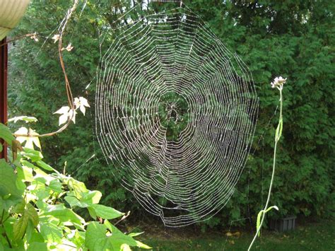 How To Identify Insect Habitats And Cocoons Hgtv