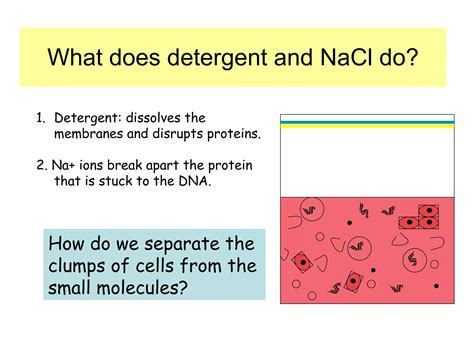 Dna Extraction Principles 1204929342269384 3 Ppt