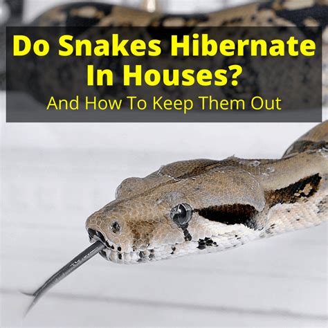 Do Snakes Hibernate In Houses And How To Keep Them Out
