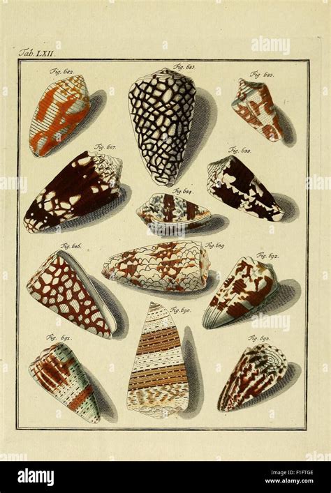 This Work Offers A Systematic Catalog Of Mollusks And Shells With