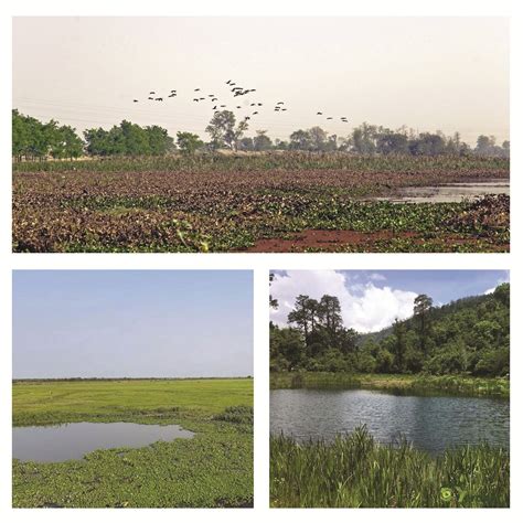 Ecosystem Restoration And Riparian Buffer Zones Verdant Visionaries Research Institute